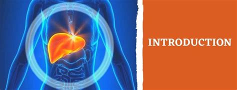 Automatic Liver Segmentation — Part 1 4 Introduction By Mohammed El Amine Mokhtari Level Up