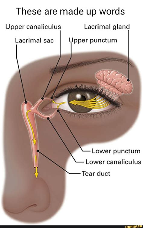 These Are Made Up Words Upper Canaliculus Lacrimal Gland Lacrimal Sac Upper Punctum Lower