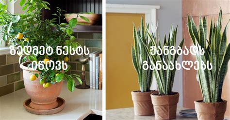 10 მცენარე რომელიც თქვენს სახლში იდეალურ მიკროკლიმატს შექმნის