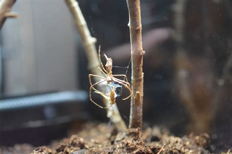 Museum Adventures An Ogre Faced Spider Has Caught Its Lunch