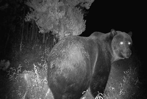 조선시대 길냥이 난이도