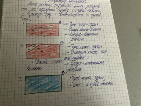 розпізнайте мікропрепарат посмугованої серцевої тканини зверніть увагу