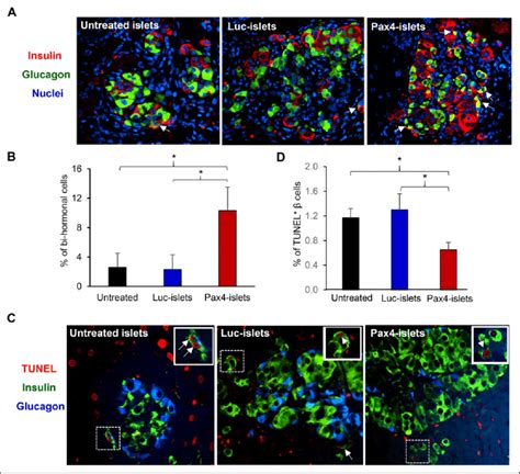 In Situ Assessment Of Islet Grafts In The Liver Of Recipient Mice