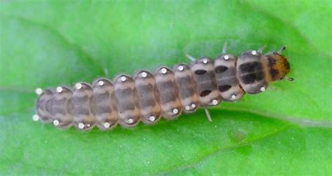Brown Larvae Bugguidenet
