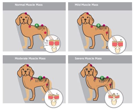 Extend Your Dogs Lifespan With A Lean Body Condition Score Rayne