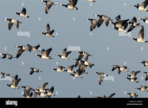 Barnacle Goose Migration
