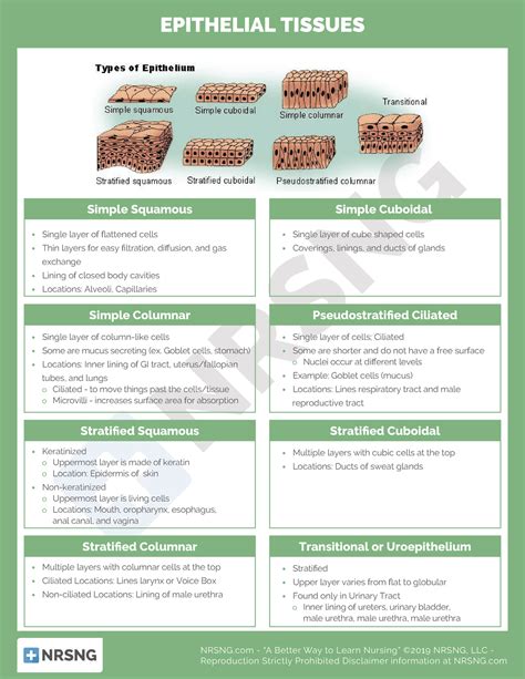 Epithelial Tissues Anatomy Cheat Sheet Epithelial Tissues Nrsng “a Better Way To Learn