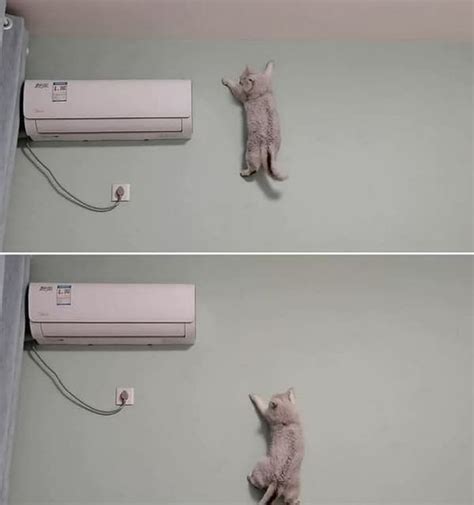 벽 타고 올라가다 미끄러지려고 하자 문짝 붙잡고 매달려 있는 고양이