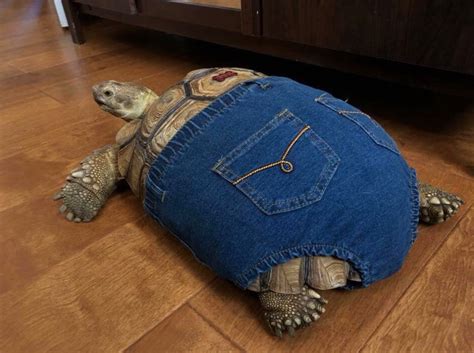 Do These Shorts Make My Butt Look Big At5slheb