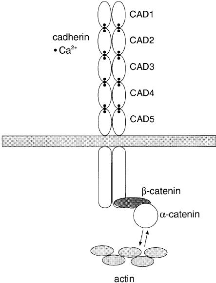 Schematic Representation Of Classic Cadherin Molecules At The Cell