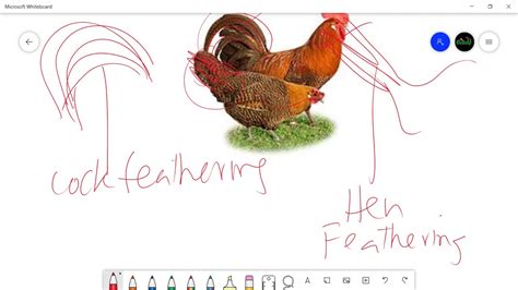 GENETICS PART XIX SEX LIMITED GENES YouTube