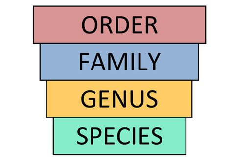 Wow Board Classification Display Teaching Resources