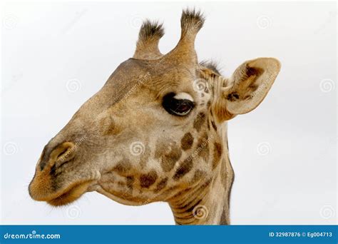 Голова жирафа стоковое фото изображение насчитывающей млекопитающие 32987876