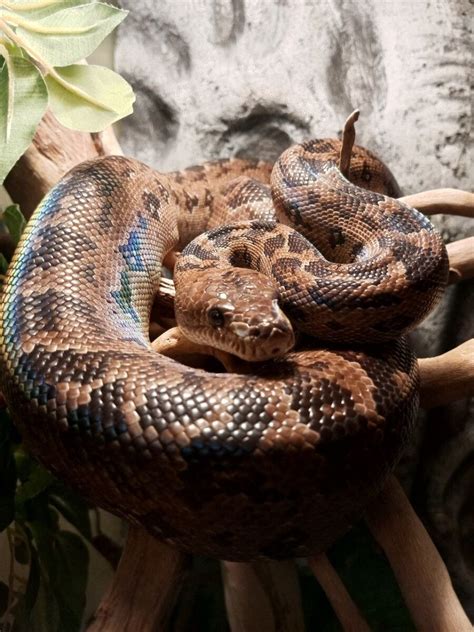 Питон и удав в домашних условиях Ватек Россия Дзен