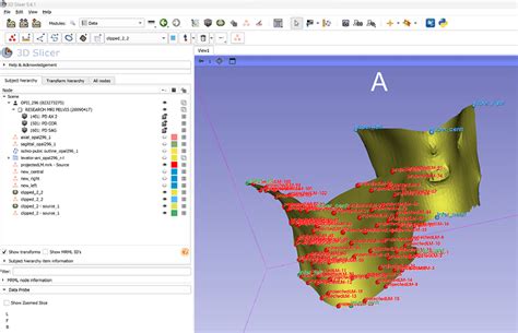 Slicermorph Semilandmarks Support 3d Slicer Community