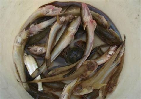 没有鱼鳞的鱼图片大全 常见无鳞鱼图片及名称 没有鱼鳞的鱼是什么鱼 大山谷图库