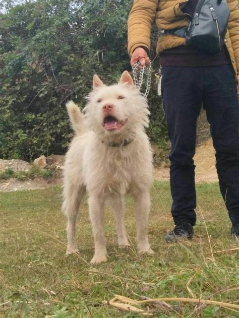 世界十大名犬排名图片 名犬图片 名犬排名 第8页 大山谷图库
