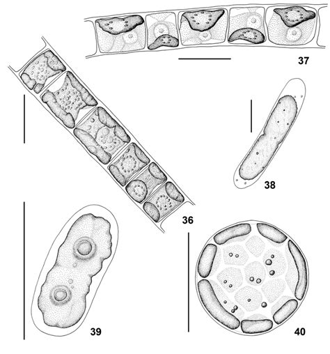 Terrestrial Algae Of The Gsmnp 36 Ulothrix Variabilis 37 Download Scientific Diagram