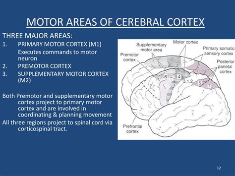 PPT CORTICAL MOTOR AREAS DESCENDING MOTOR TRACTS PYRAMIDAL EXTRA PYRAMIDAL SYSTEM