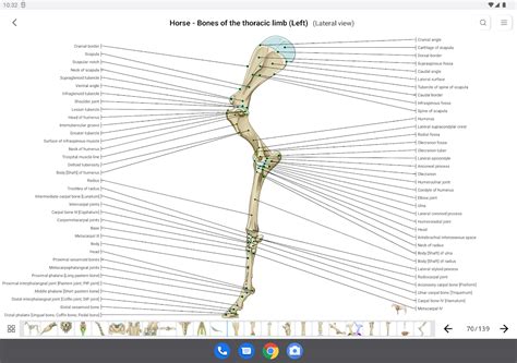 Vet Anatomy Para Android Descargar