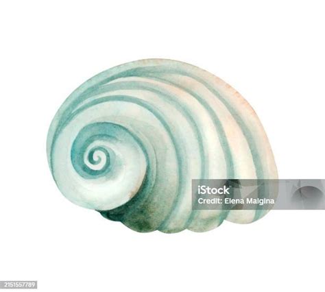 Cassidae 바다 달팽이 수채화 그림의 청록색 녹색 조개 흰색 배경에 고립되어 있습니다 여름 바다 디자인을 위한 흑백 수중