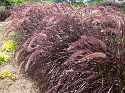25 Designer Approved Ornamental Grasses For Landscaping Yardzen
