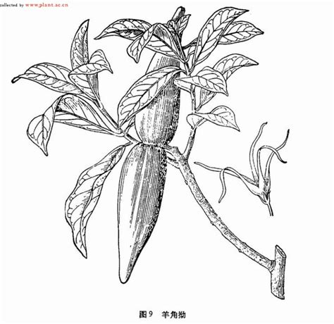 羊角拗Strophanthus divaricatus Lour Hook et Arn 植物图片库 植物通