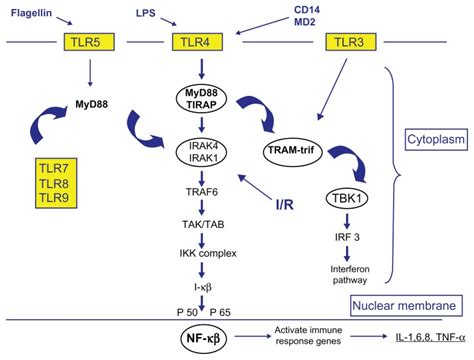 Tlr4 Signaling Pathway Note Activation Sequence Of Each Of The Download Scientific Diagram