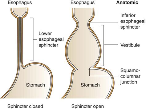 Training In Gi Upper Motility Techniques Abdominal Key