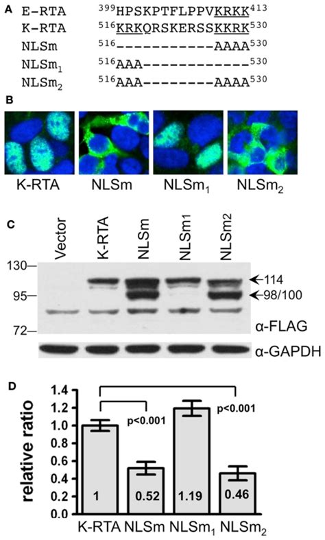 Characterization Of A Prototypic Bipartite Nuclear Localization Signal Download Scientific