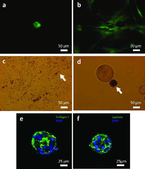 Characterisation Of Hmsc Spheroids Released From De Droplets Download Scientific Diagram