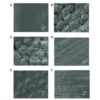 SEM Images Of The Enamel Surfaces Of The Four Treatment Groups Images Download Scientific
