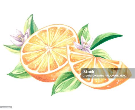 꽃과 잎이 있는 오렌지 반 조각을 수채화합니다 여름 감귤류 과일 분리 손으로 그린 그림 건강한 식생활 초대장 및 카드용 템플릿 포장 스티커 직물에 인쇄 0명에 대한 스톡