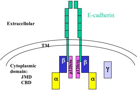 Schematic Diagram Of E Cadherin Catenin Complex The Mature Ecadherin Download Scientific