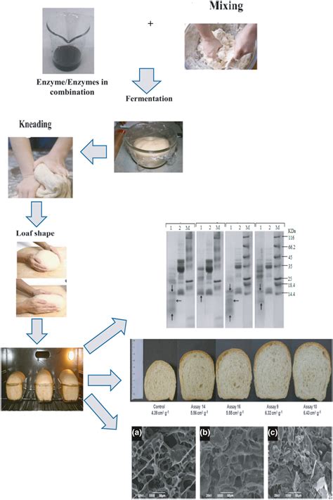 Application Of Hydrolytic Enzymes On Dough Structure Download Scientific Diagram