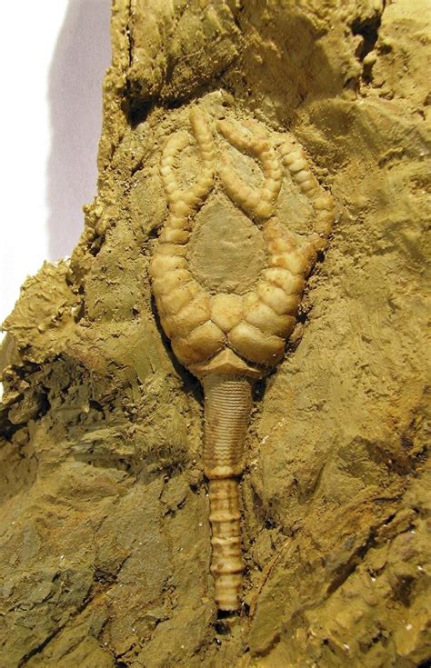 Crinoid Fossil Forest Revisited Artofit