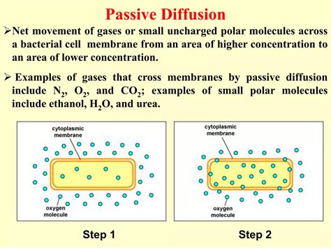 Bacterial Cell Membrane Pdf