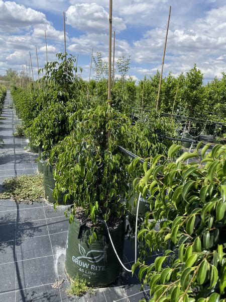 Ficus Benjamina Midnight 45 Ltr The Tree Co Farm