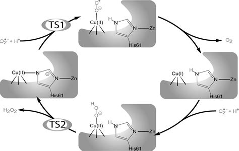 Mitochondrial Manganese Superoxide Dismutase Gene At Connie Corning Blog