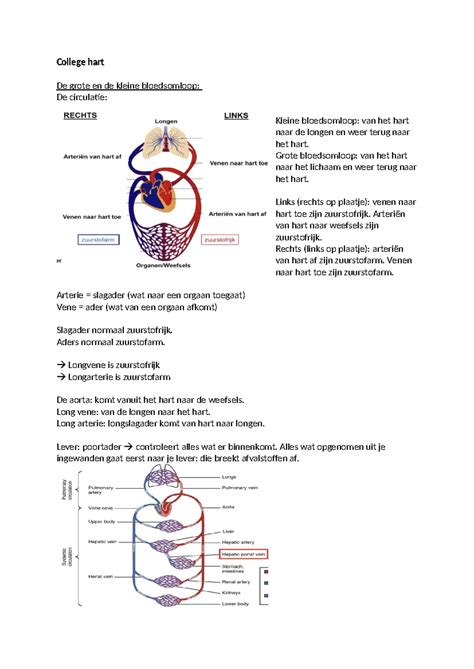 College Hart De Grote En Kleine Bloedsomloop Uitleg En Functies