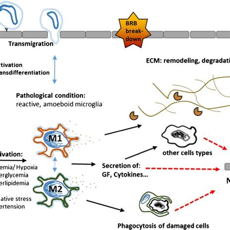 Of The Main Pathogenic Events Causing Pathological Neovascularization Download Scientific