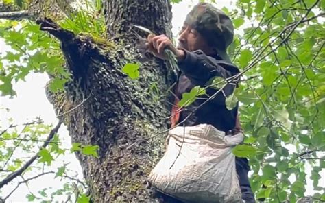 长白山跑山人赚钱我一点也不嫉妒 放山记事本 放山记事本 哔哩哔哩视频