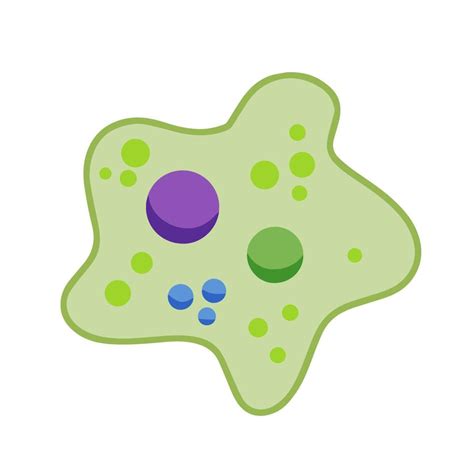 Amoeba Cell Model