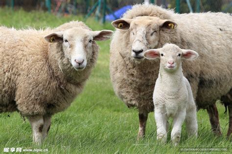 绵羊摄影图家禽家畜生物世界摄影图库昵图网
