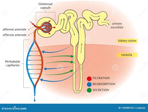 Structure Of A Nephron Formation Of The Urine Vector Illustration 102564238