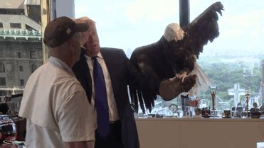 Watch Donald Trump Get Attacked By A Bald Eagle Named Uncle Sam Art Sheep
