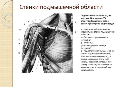 Топографическая анатомия и оперативная хирургия верхней конечности презентация онлайн