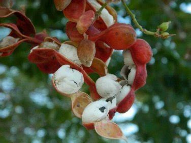 Guamuchil Tree Flower