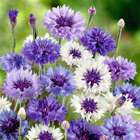 White Cornflower