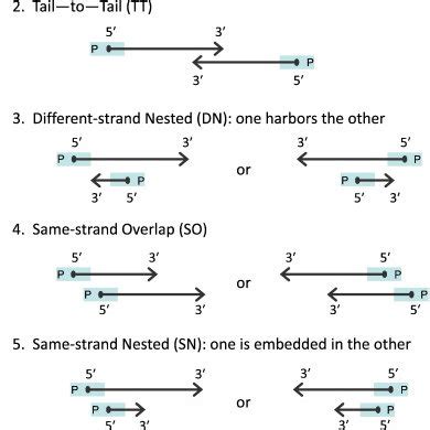 Types Of Gene Overlap Events There Are Five Types Of Gene Overlap Download Scientific Diagram